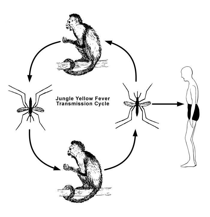 Details - Public Health Image Library(PHIL)