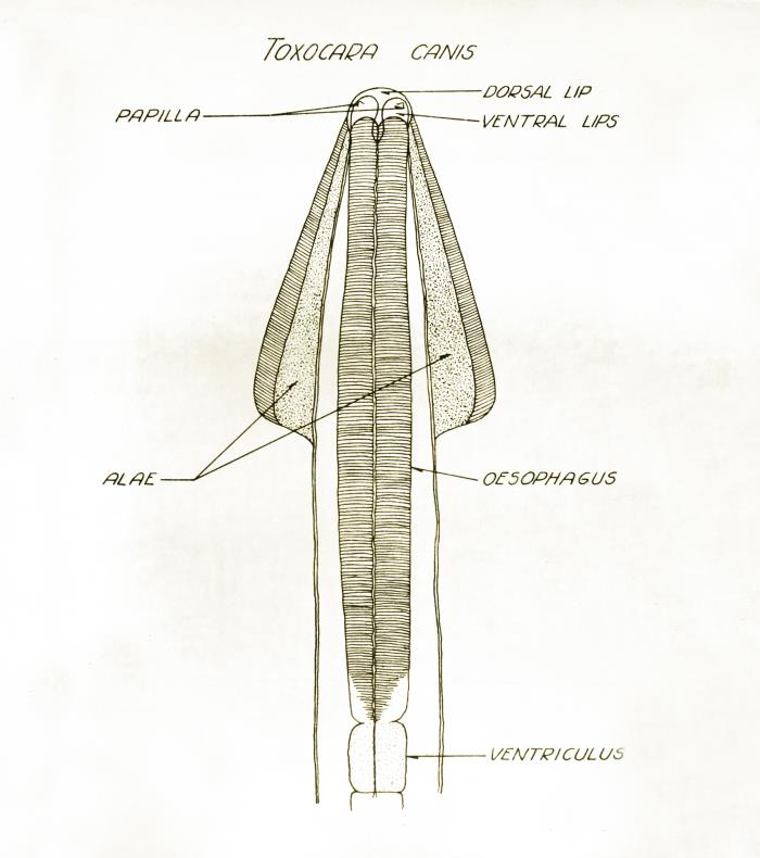 Details - Public Health Image Library(PHIL)